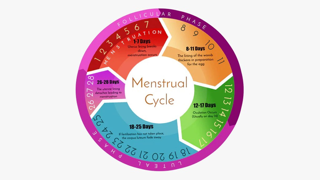 Menstruation Cycle Diagram 28 Days